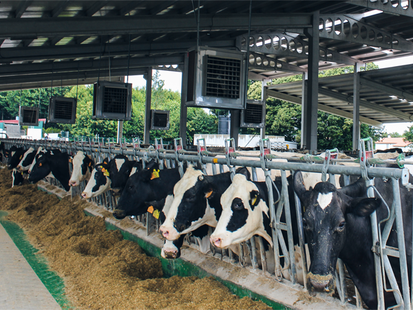 Regulador CRP | Exafan